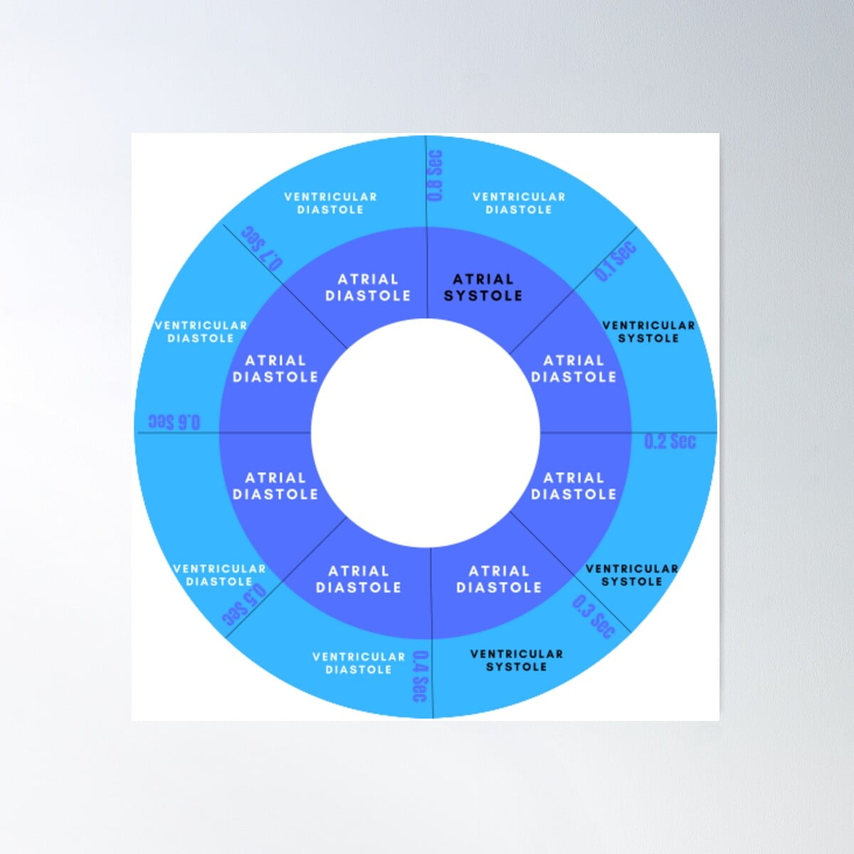 Cardiac Cycle , Heart Poster Wall Art, Modern Wall Decor For Living ...