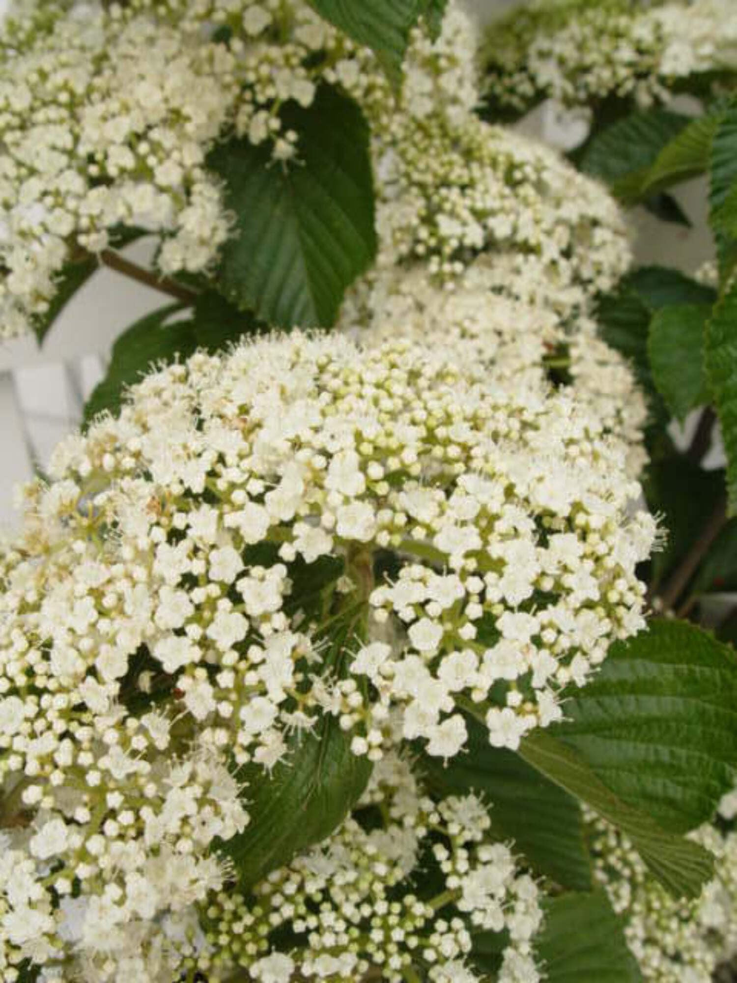 Cardinal Candy® Viburnum - Walmart.com