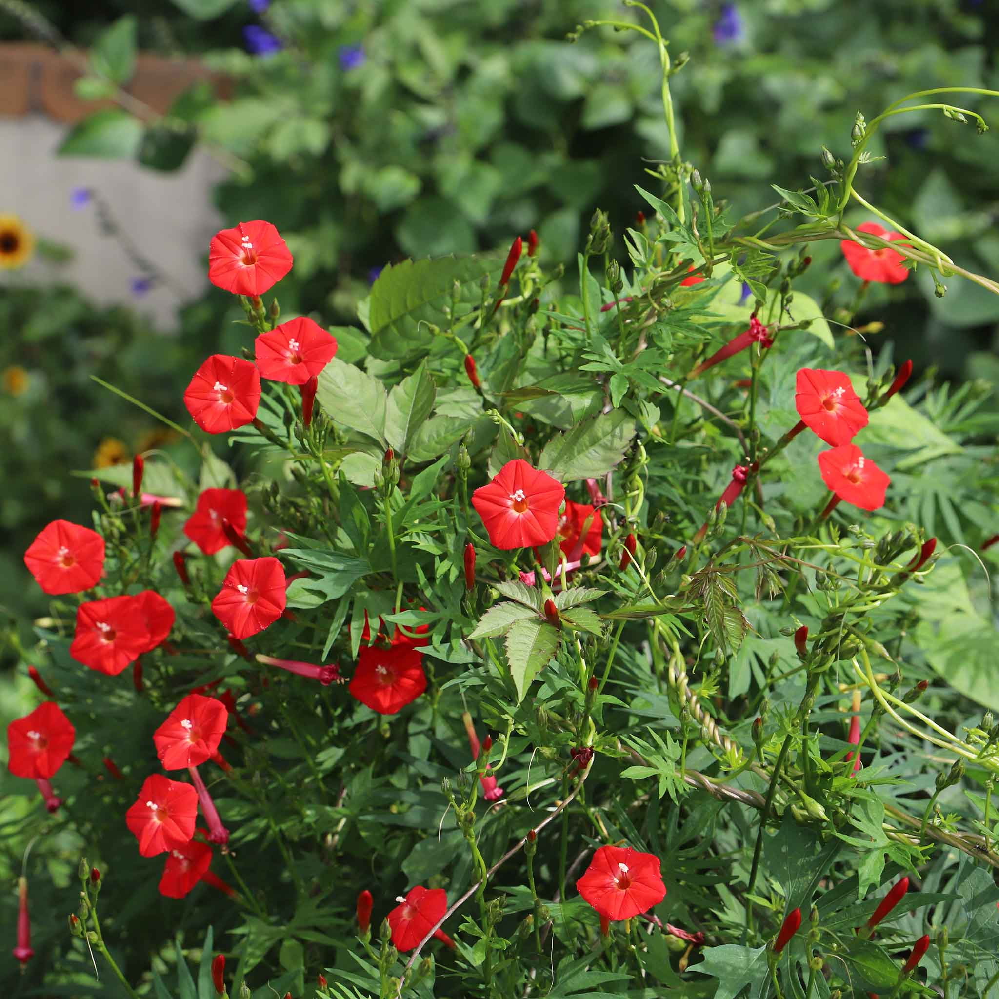 Cardinal Climber Seeds - Packet - Red Flower Seeds, Heirloom Seed, Open ...