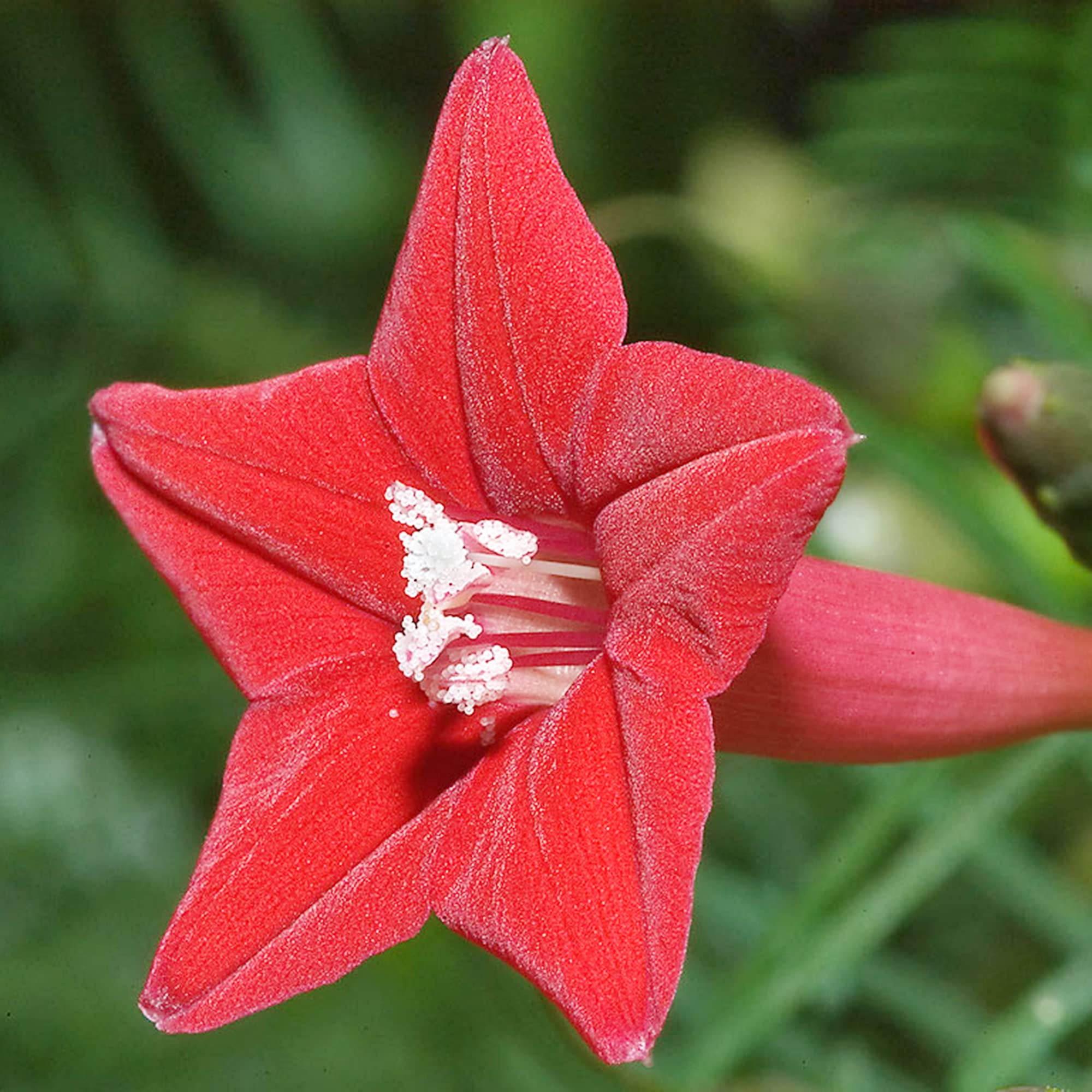 Cardinal Climber Seeds SCH4 Ipomoea Sloteri Attracts Butterflies & Bees ...
