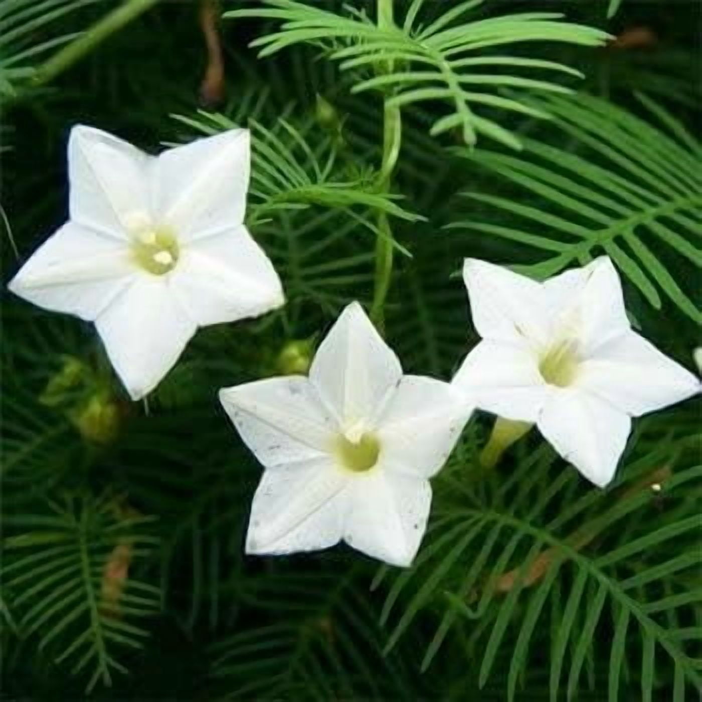 Cardinal Climber Vine White - Ipomoea multifida Cypress Vine Climbing ...