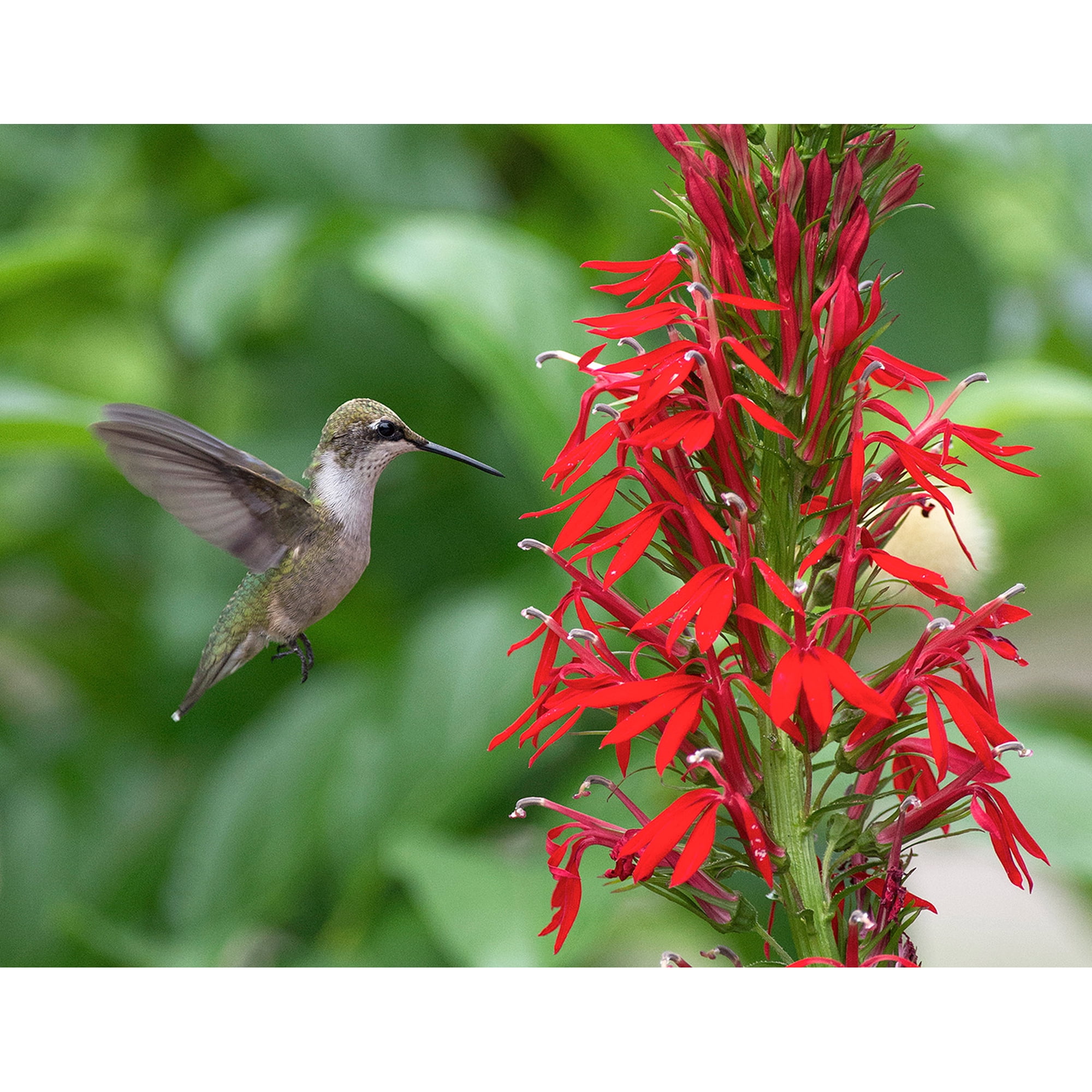 Cardinal Flower Hummingbird