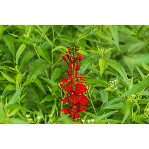 Cardinal Flower Plants for Growing, Not Seeds, Healthy Rootstock (3 ...