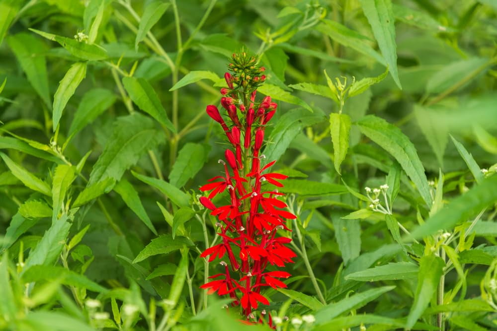 Cardinal Flower Plants for Growing, Not Seeds, Healthy Rootstock (5 ...