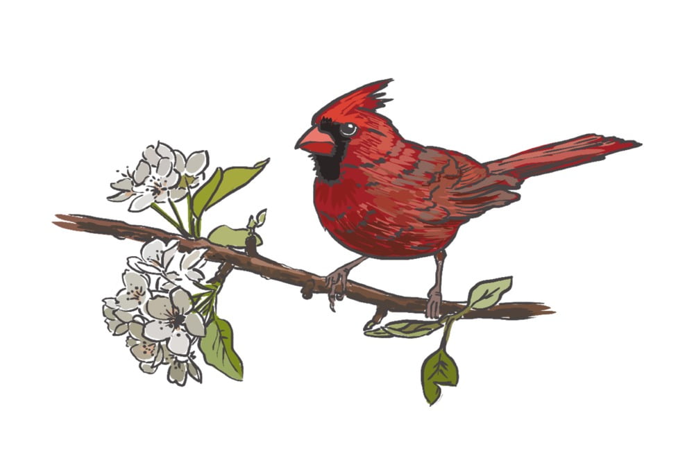 Cardinal, Icon (24x36 Giclee Gallery Art Print, Vivid Textured Wall ...