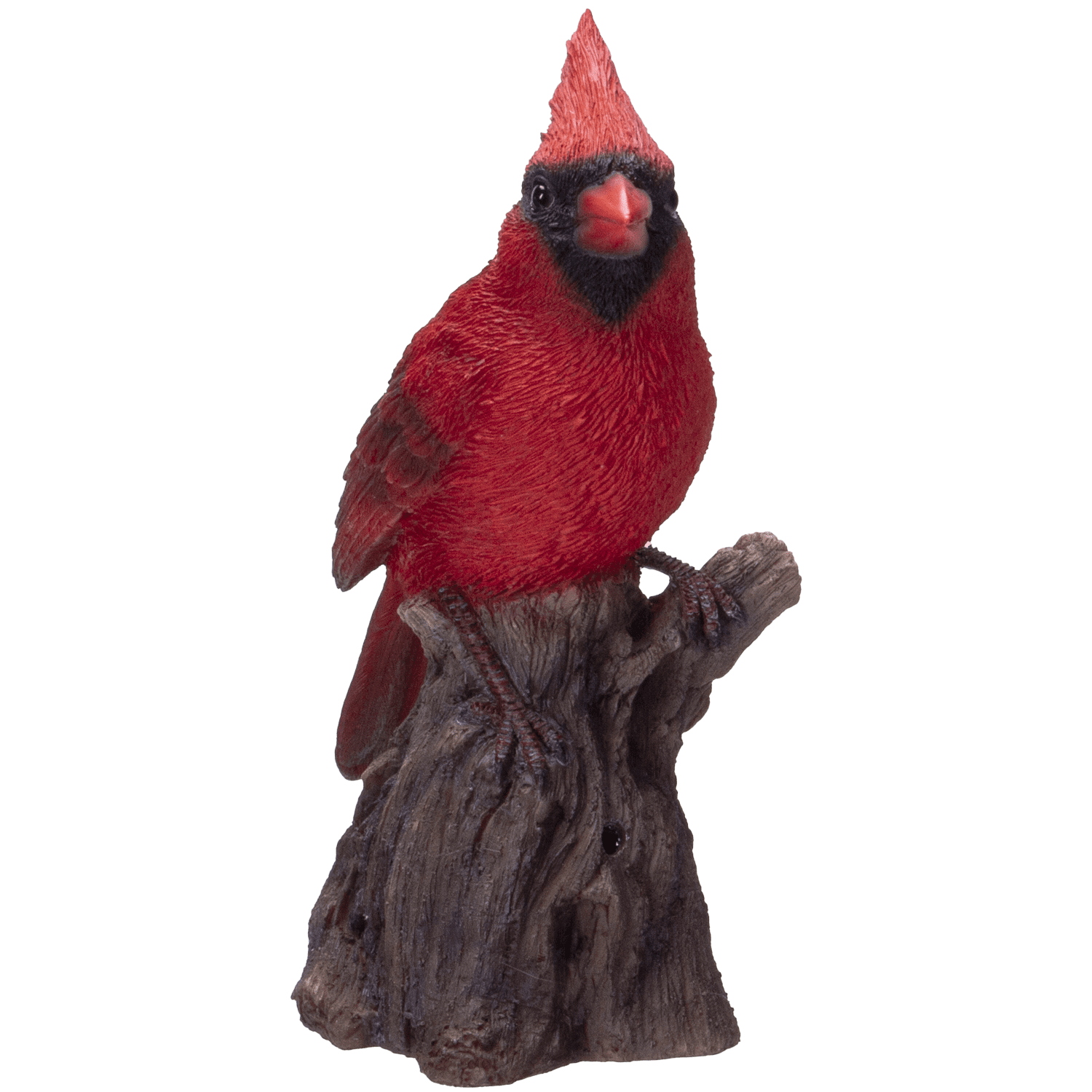 Cardinal Perching on Branch with Motion Activated Bird Sound ...