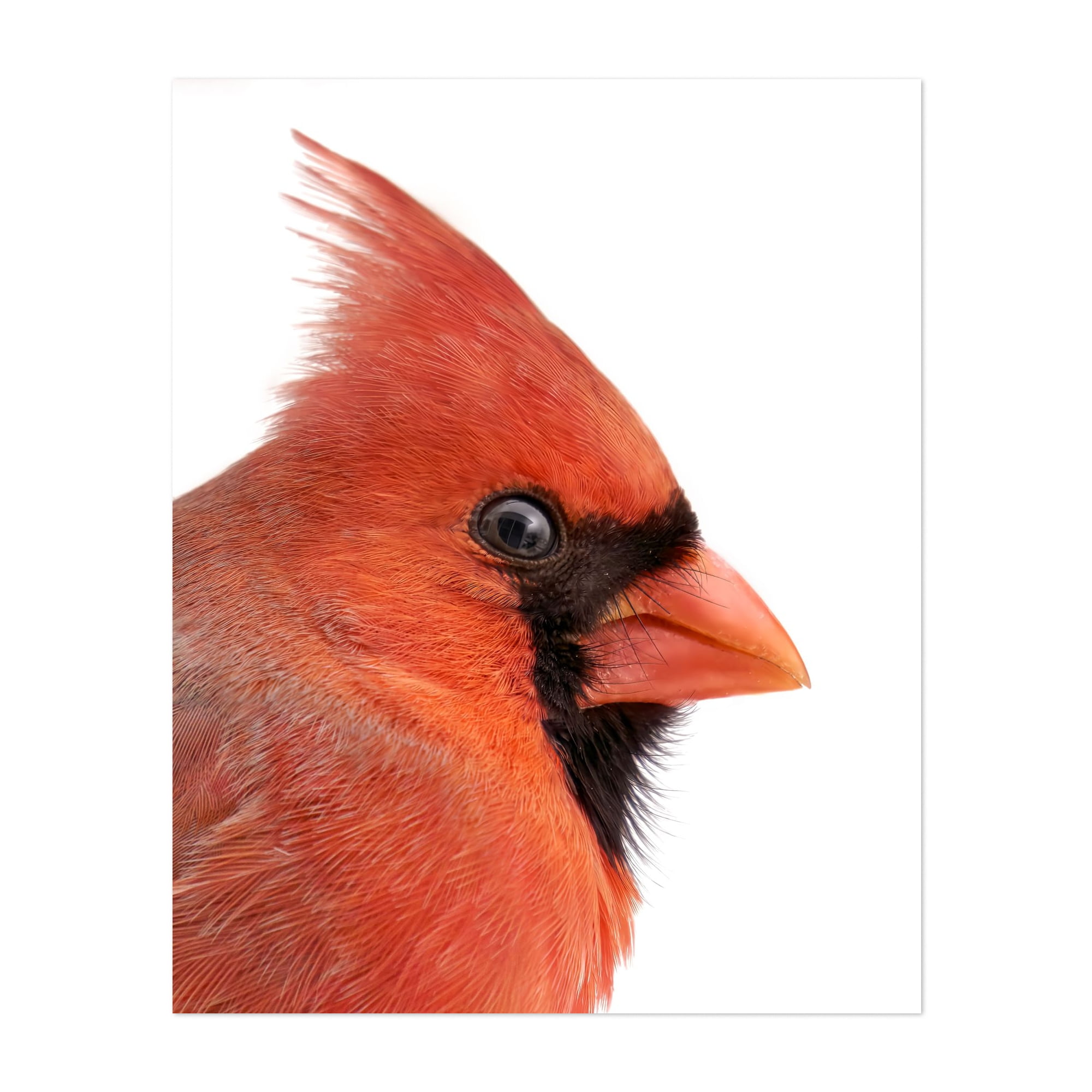 Cardinal Profile - Photography Bird Wildlife Nature Animal Portrait ...