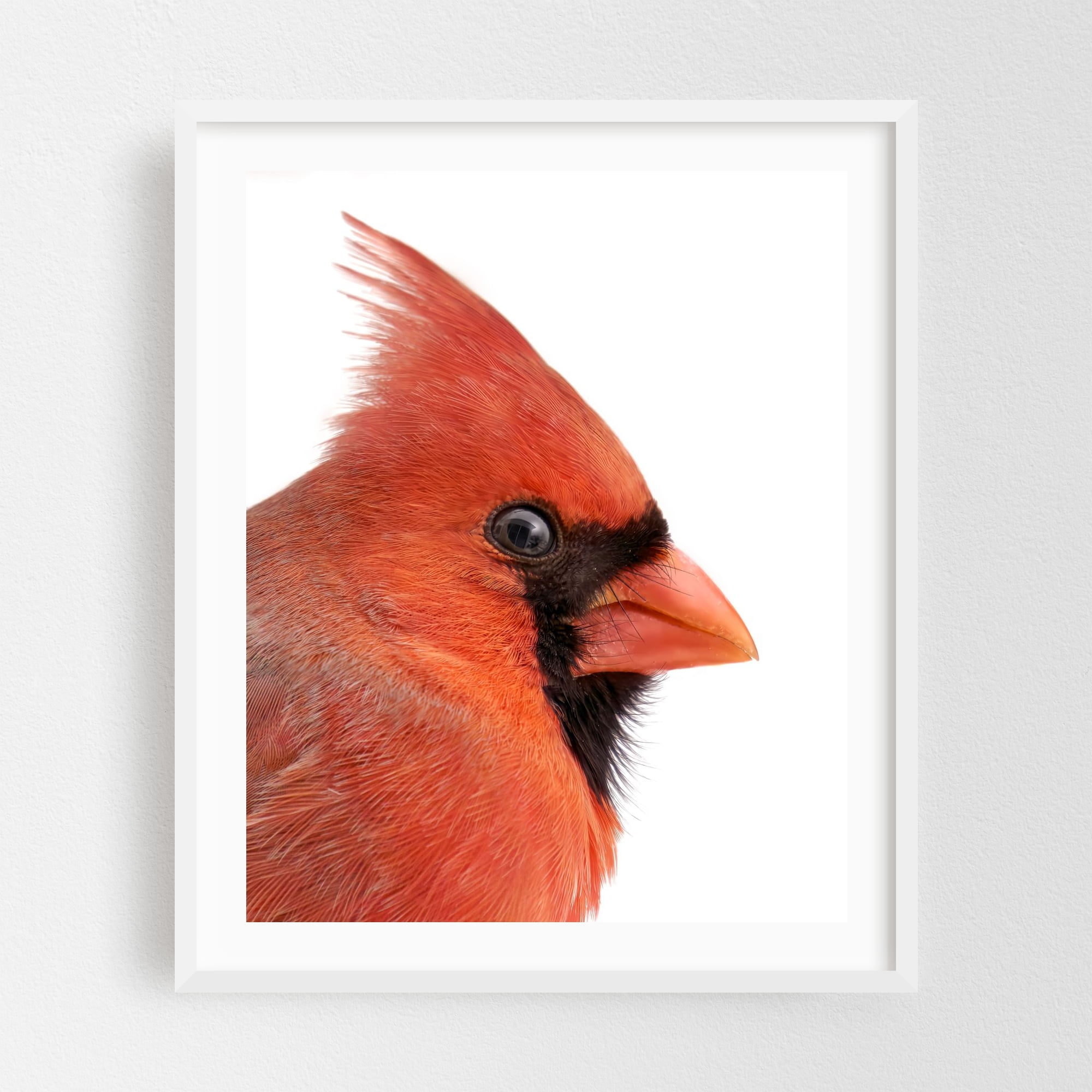 Cardinal Profile - Photography Bird Wildlife Nature Animal Portrait ...