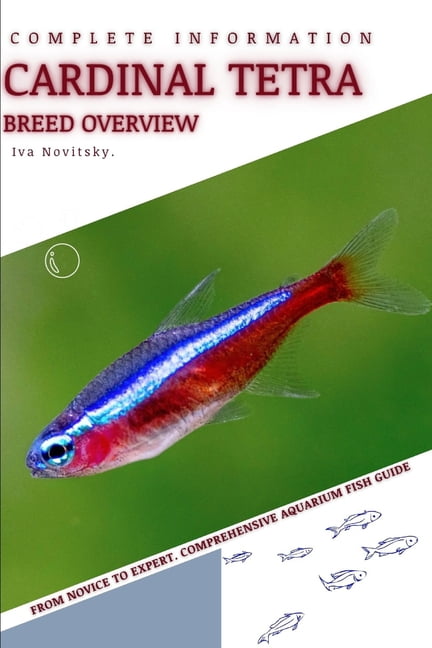 Cardinal Tetra: From Novice to Expert. Comprehensive Aquarium Fish ...