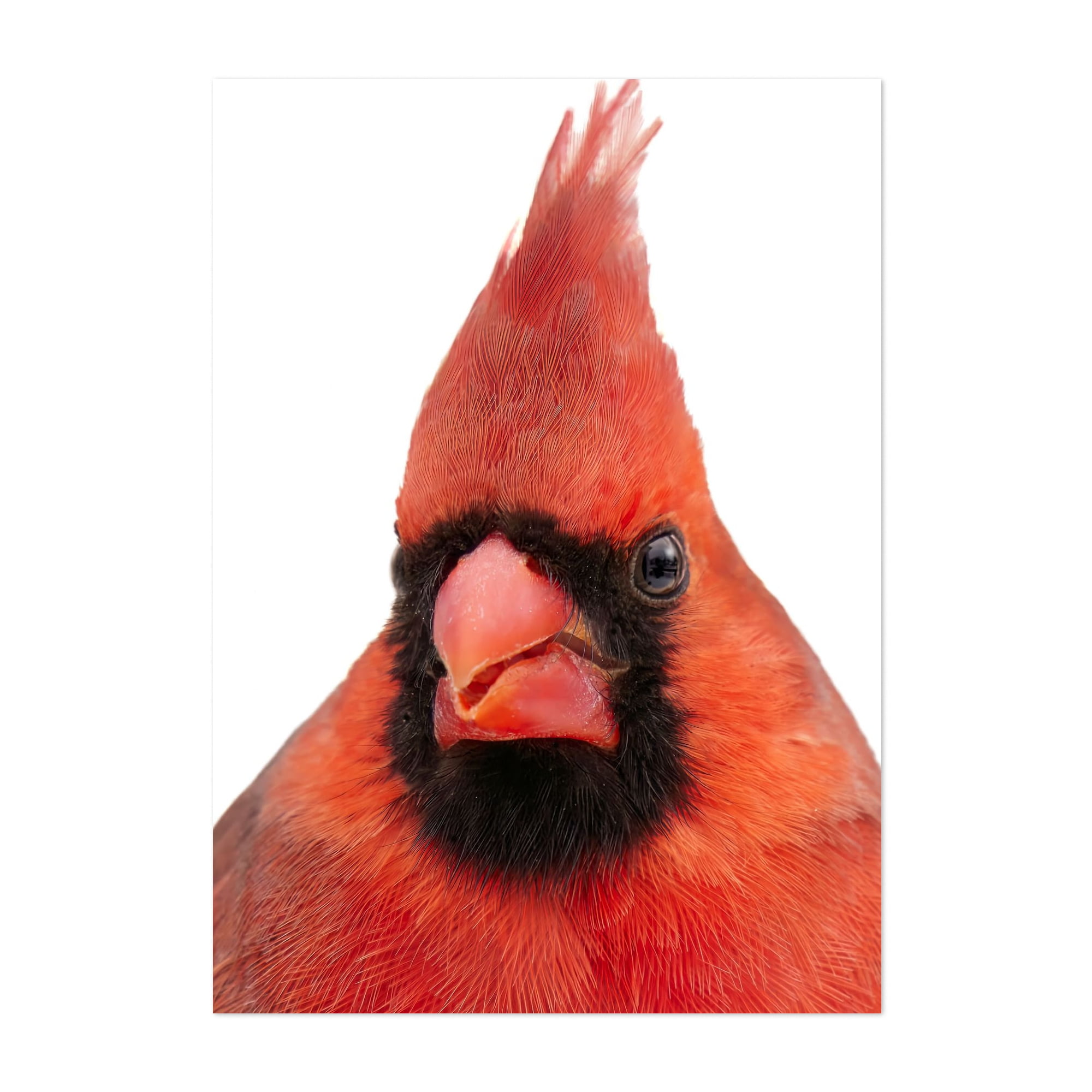 Cardinal portrait 2 - Photography Bird Wildlife Nature Animal Portrait ...