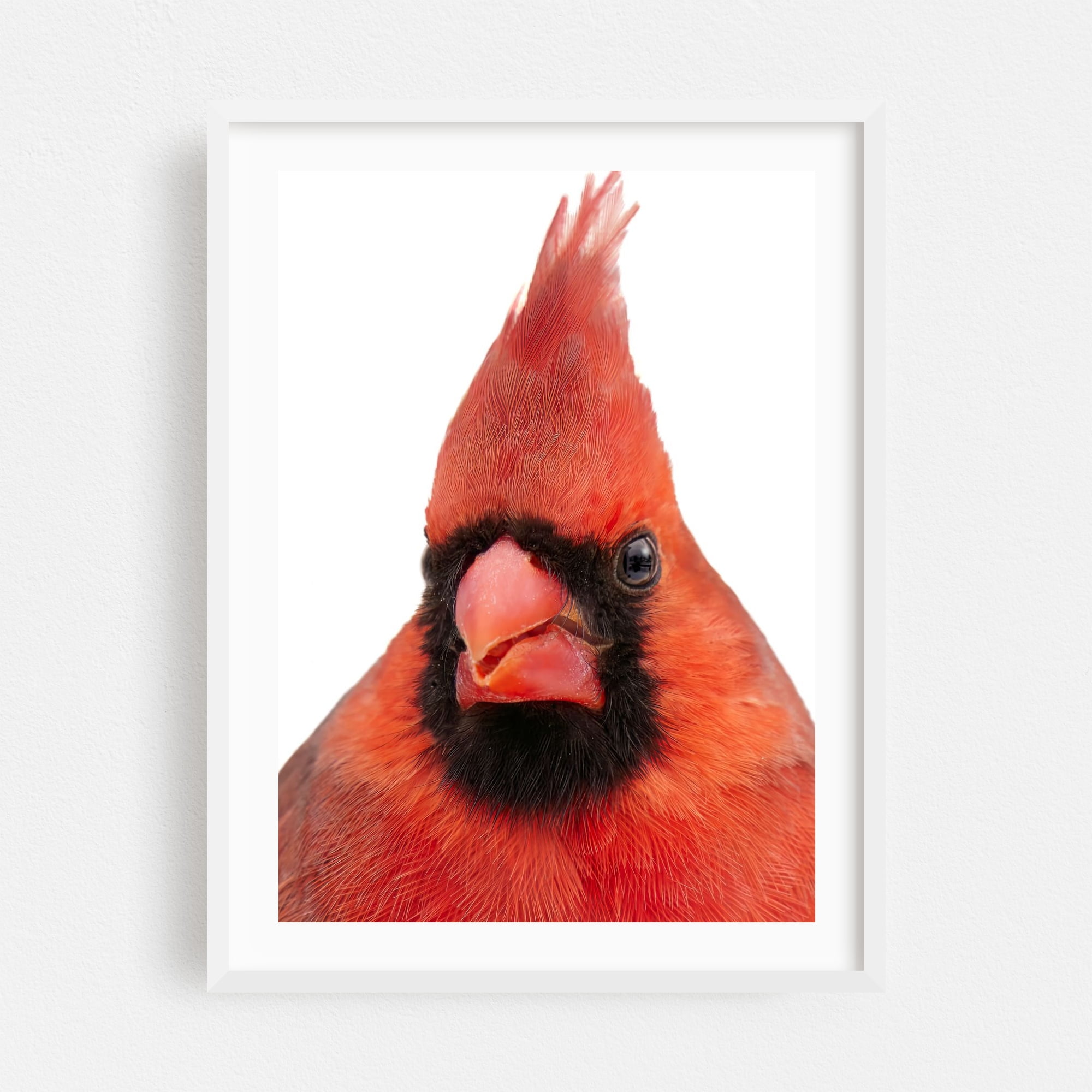Cardinal portrait 2 - Photography Bird Wildlife Nature Animal Portrait ...