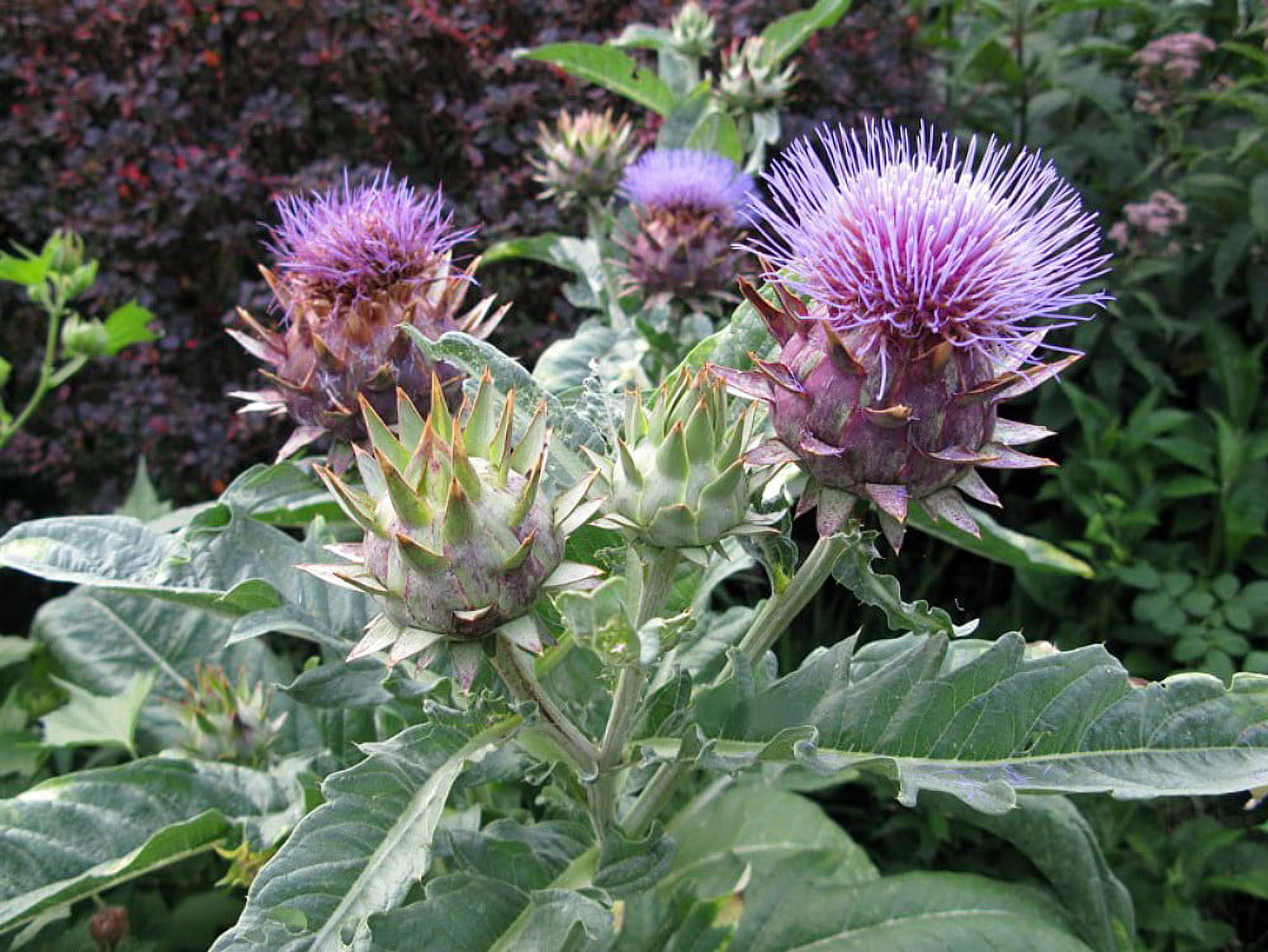 Cardoon Plant - 4" Pot - Cynara cardunculus - Walmart.com
