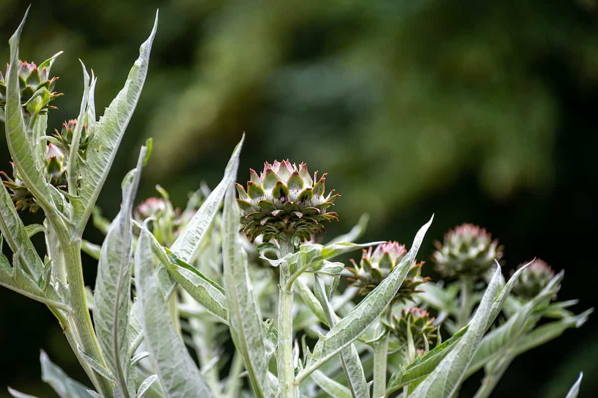 Cardoon Seed - Ivory White. Cultivate a Unique Culinary Delight ...