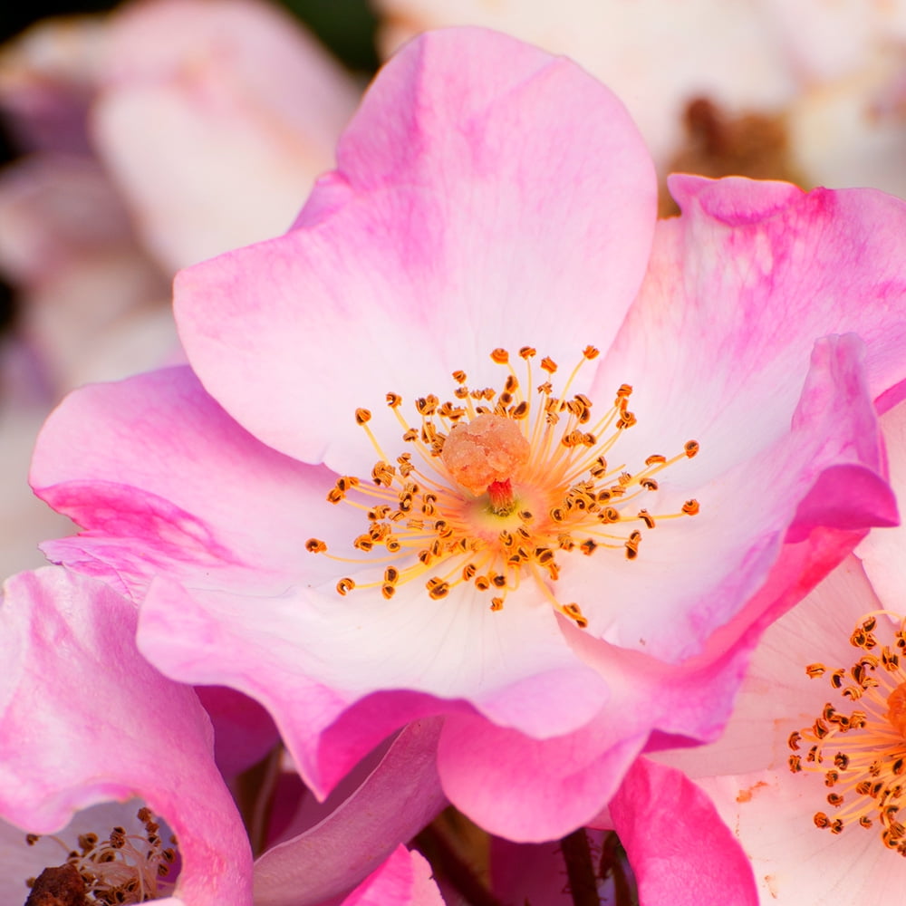 Carefree Delight® Landscape Rose by Heirloom Roses - Live Rose Bush ...