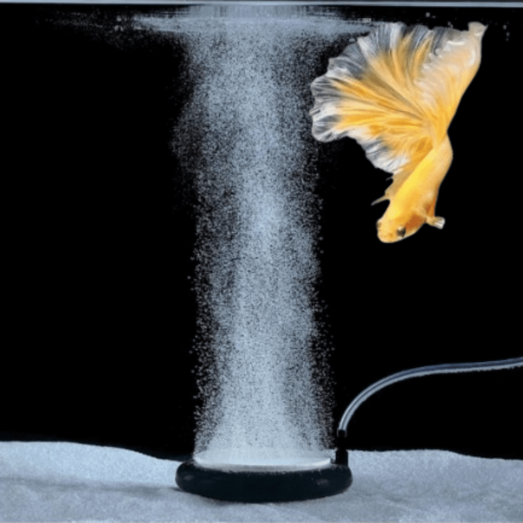 Carefree Fish Aquarium Air Stone Bubbler LED Colorful Fish Tank Power ...