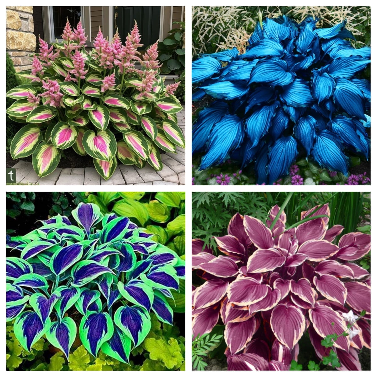 Carefully selected hosta bulbs: the best choice of perennial green plants, light up a new ...