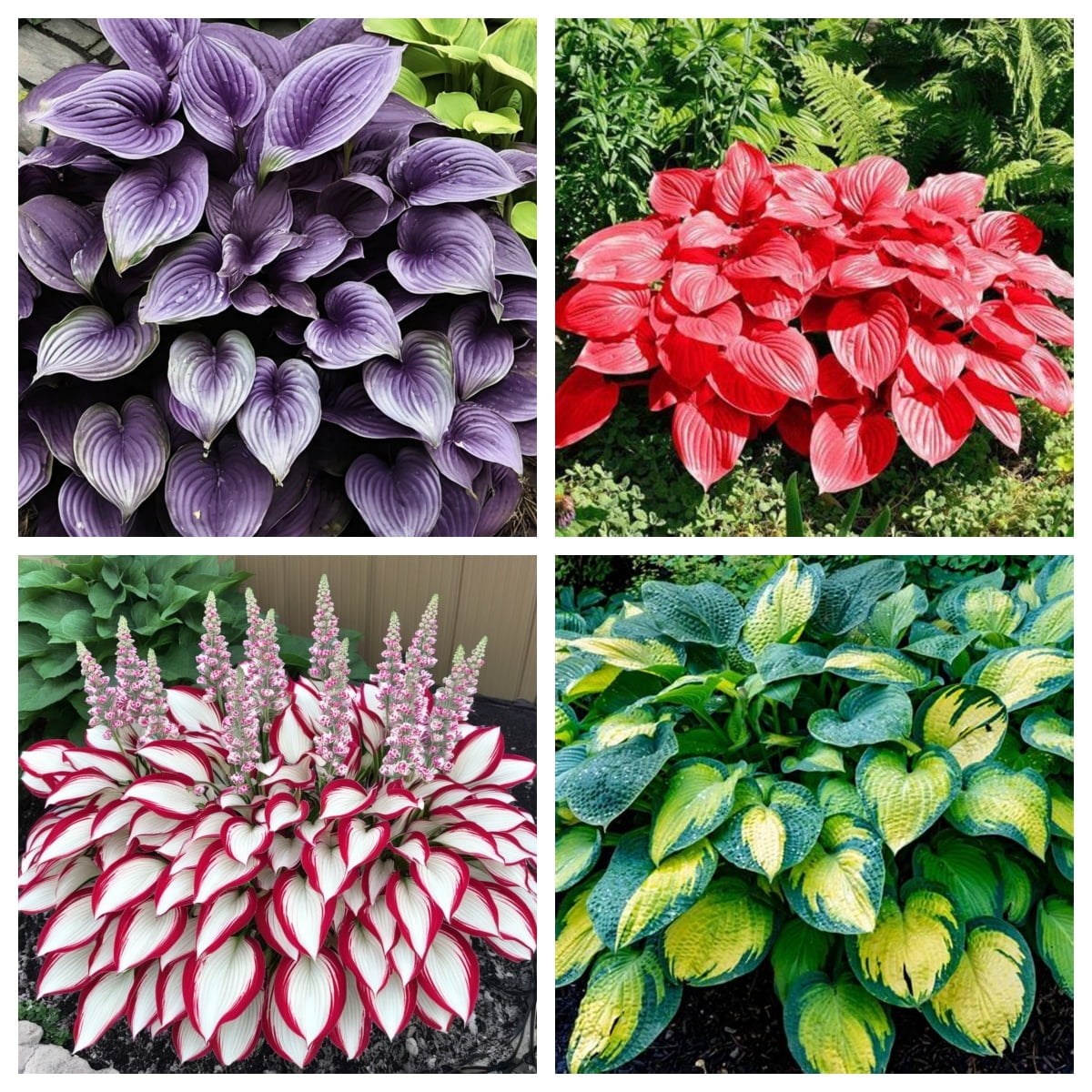 Carefully selected hosta bulbs: the best choice of perennial green ...