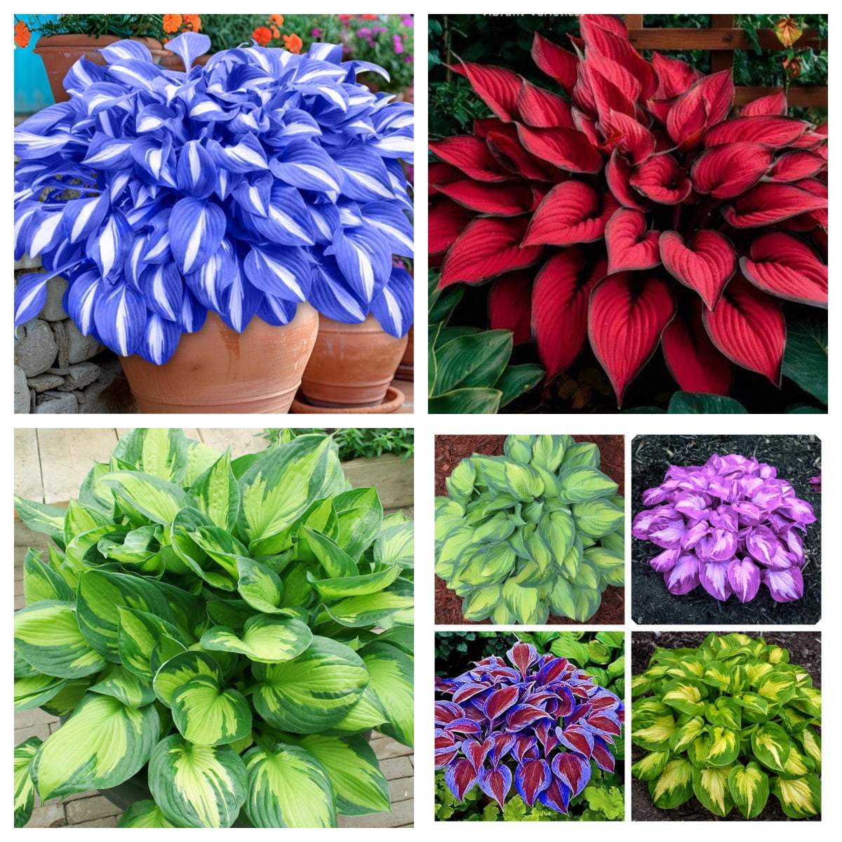 Carefully selected hosta bulbs: the best choice of perennial green ...