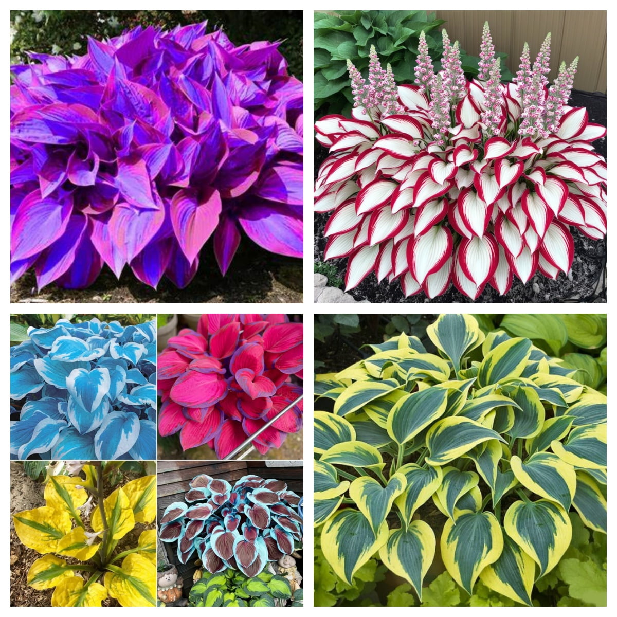 Carefully selected hosta bulbs: the best choice of perennial green ...