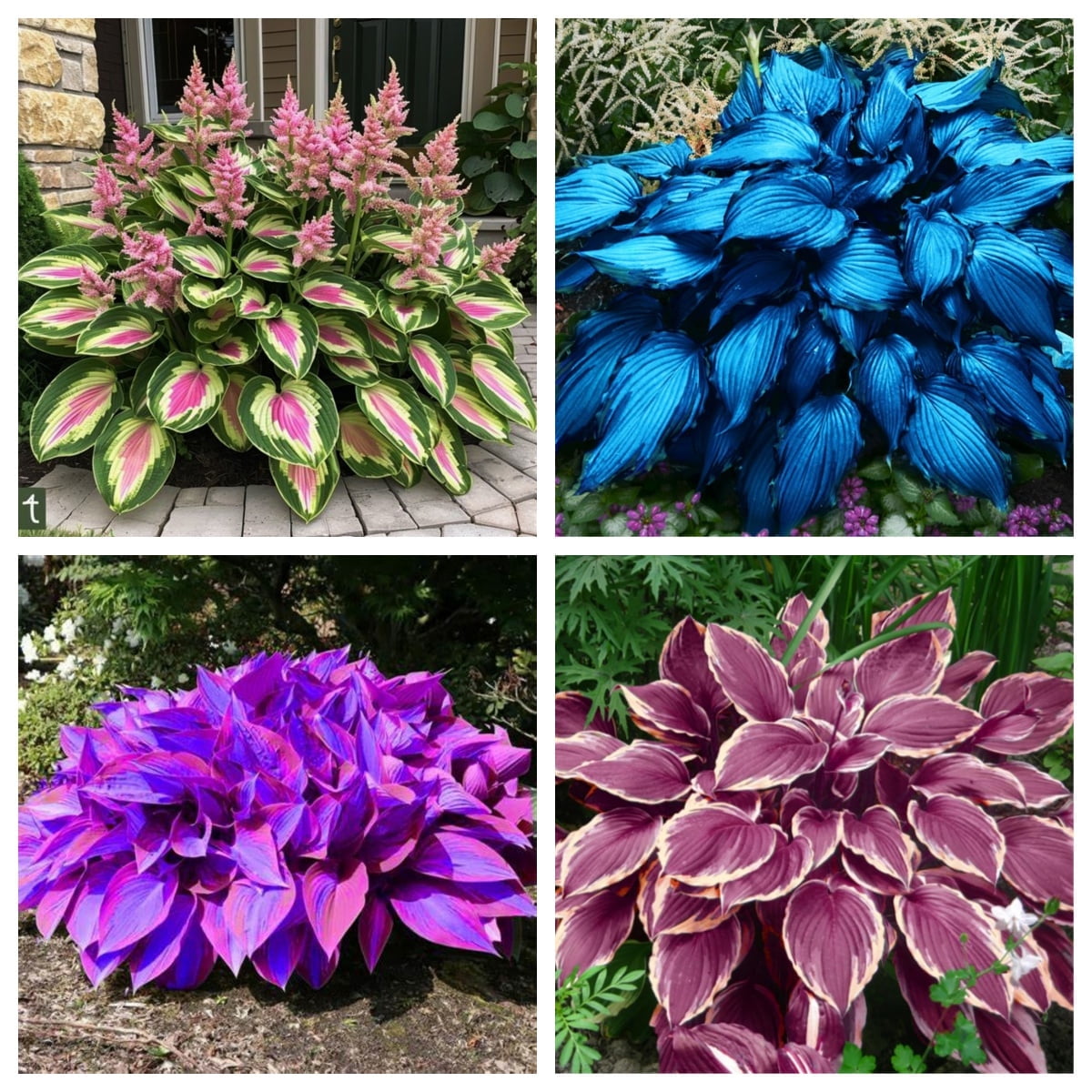 Carefully selected hosta bulbs: the best choice of perennial green ...