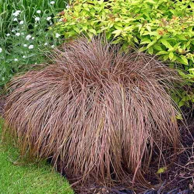 Outsidepride 400 Carex Flagellifera Bronze Ornamental Grass Plant Seeds ...