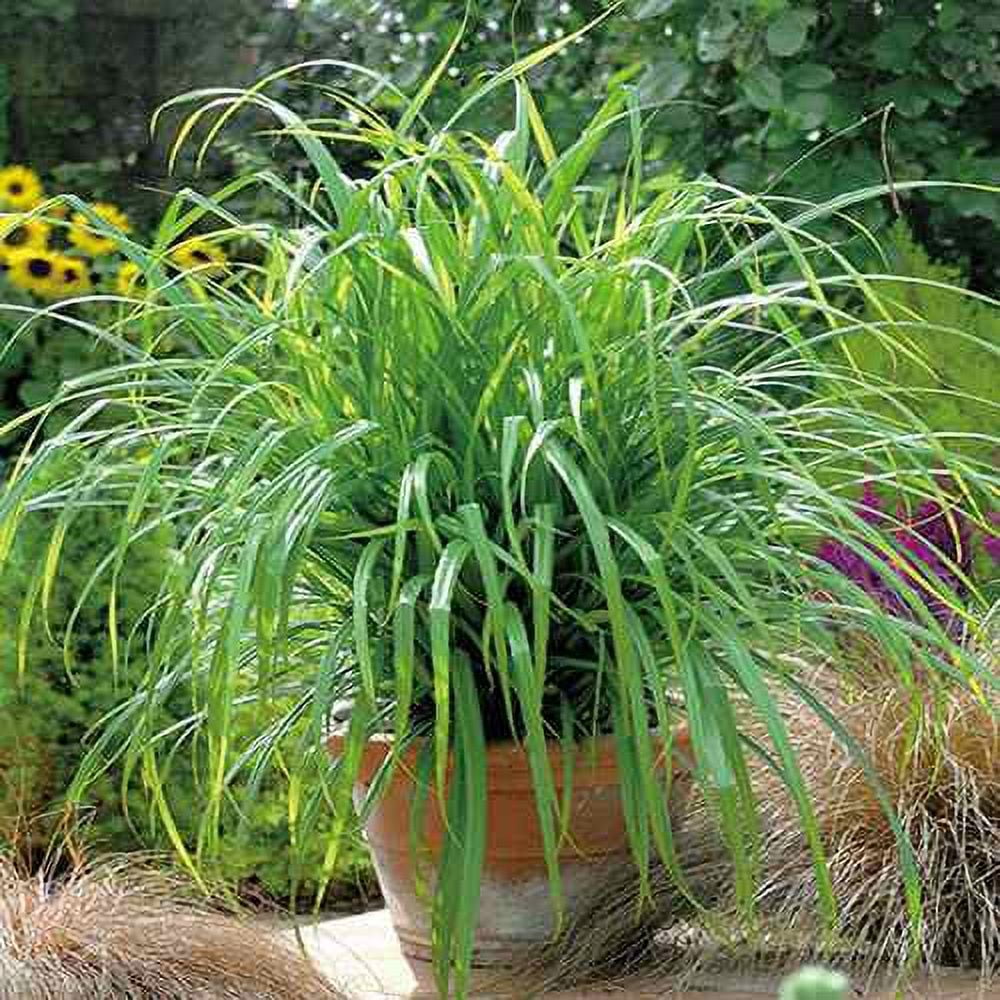 Carex Seed - Drooping Sedge Ornamental Grass Seed - 200 Seeds - Walmart.com
