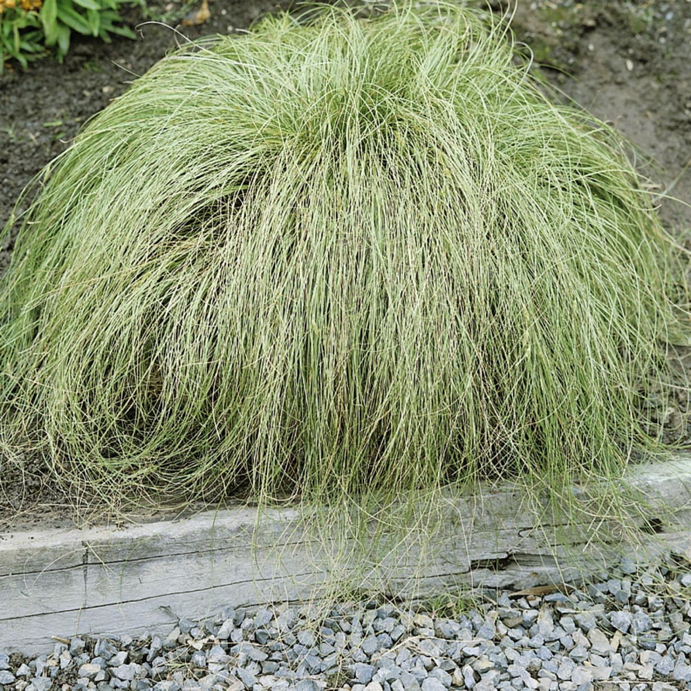 Carex Seeds - Frosted Curls Ornamental Grass Seed - 400 Seeds - Walmart.com