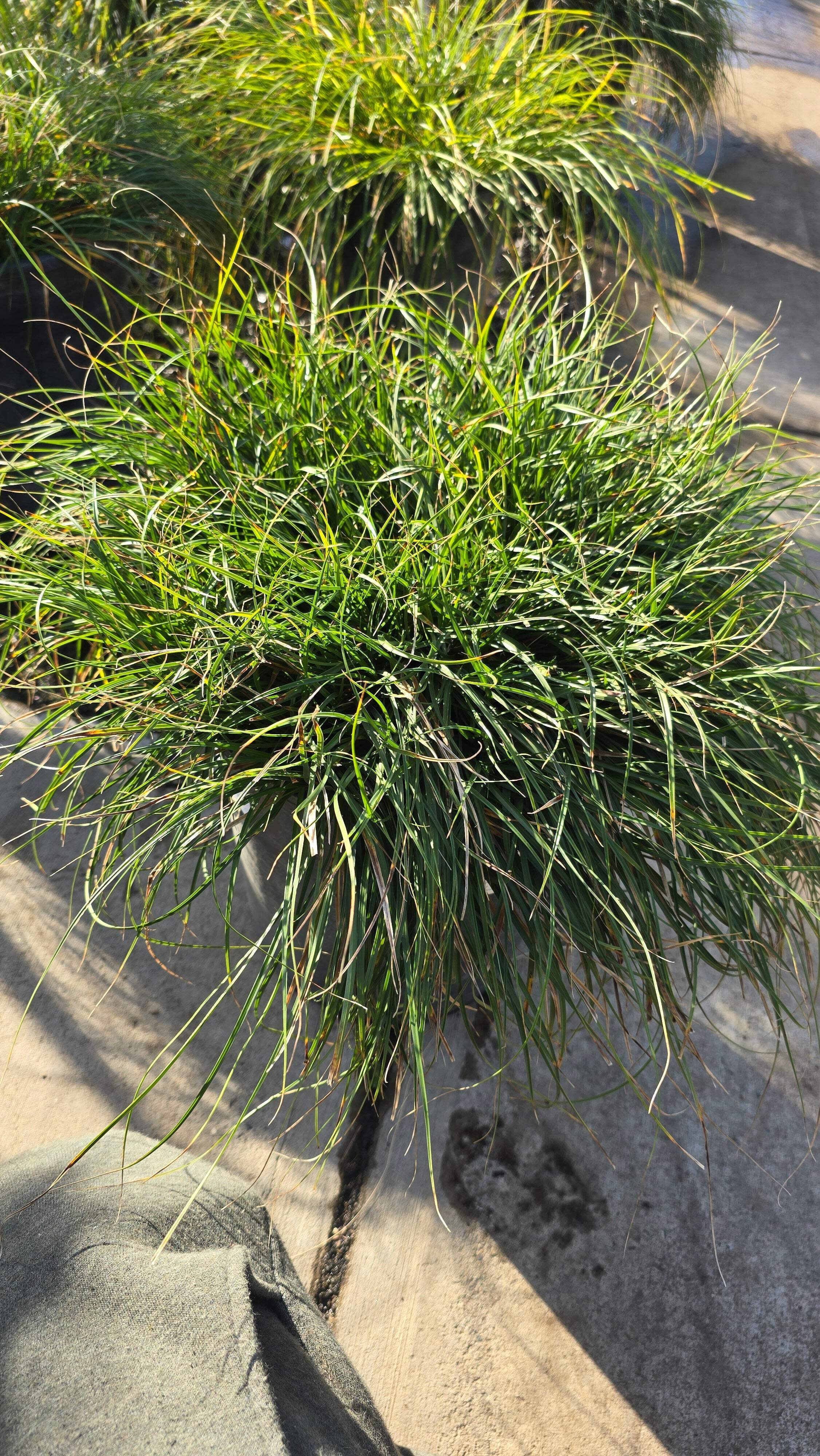Carex pansa Bush on 5 gallon pot - Get similar - Walmart.com