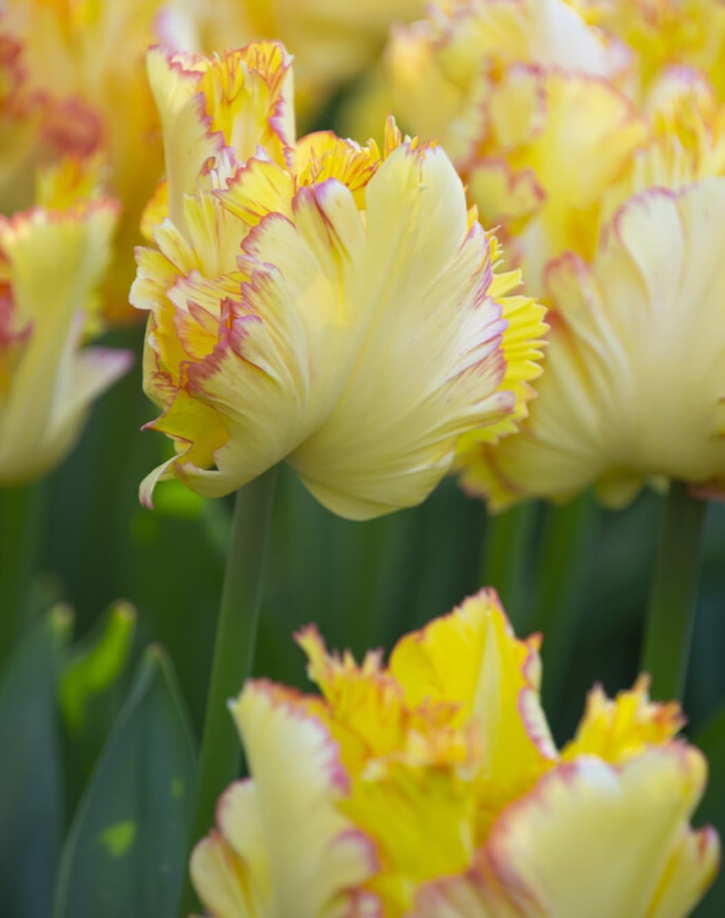 Caribbean Parrot Tulip Bulbs for Planting - Perennial Garden or ...