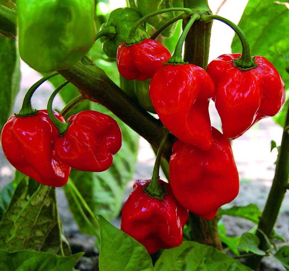 Caribbean Red Habanero Pepper Plant - Hot Pepper - 2.5" Pot - Walmart.com
