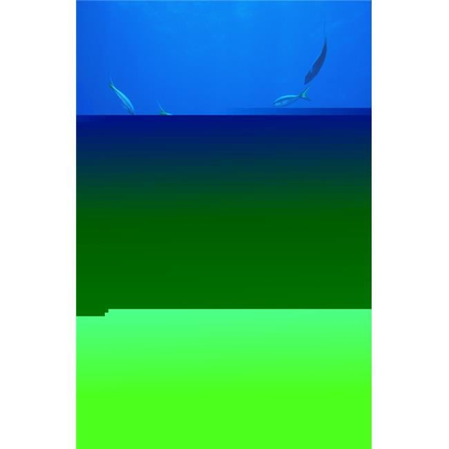 Caribbean Reef Shark Poster Print - Walmart.com