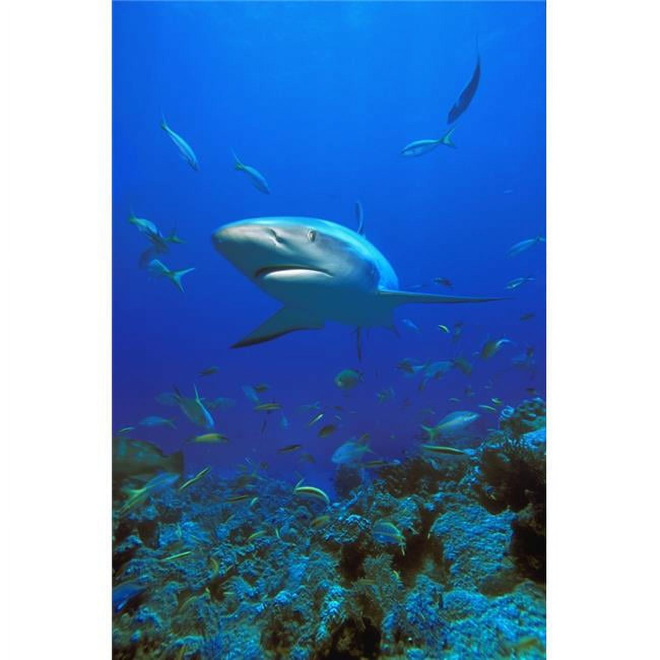 Caribbean Reef Shark Poster Print - Walmart.com