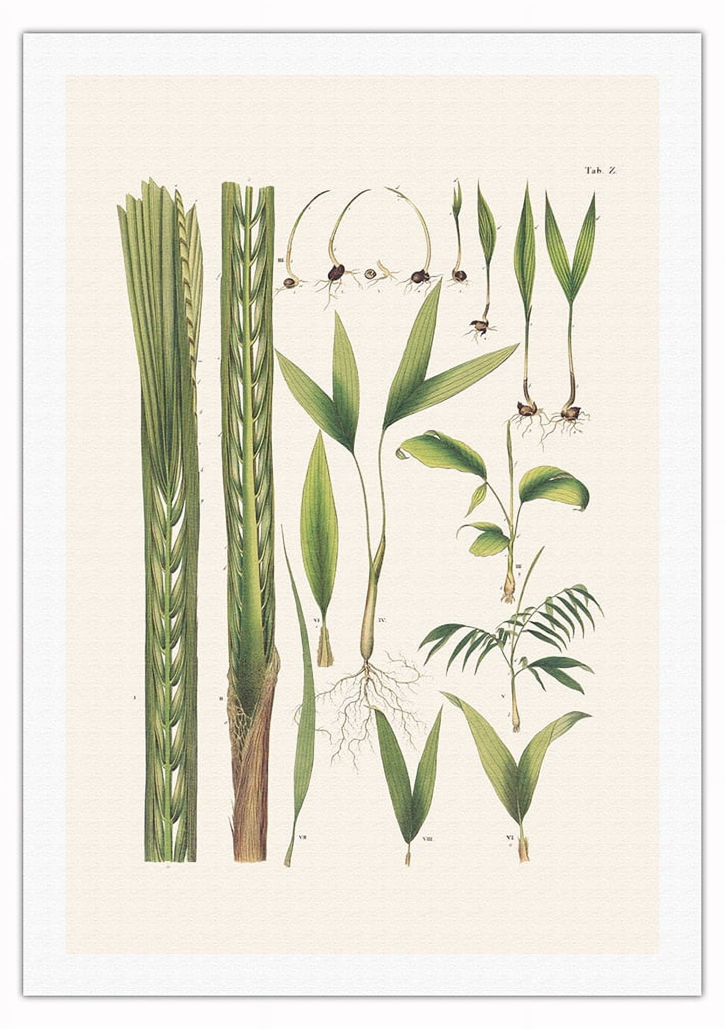 Caribbean Royal Palm Tree (Roystonea Oleracea) - Vintage Botanical ...