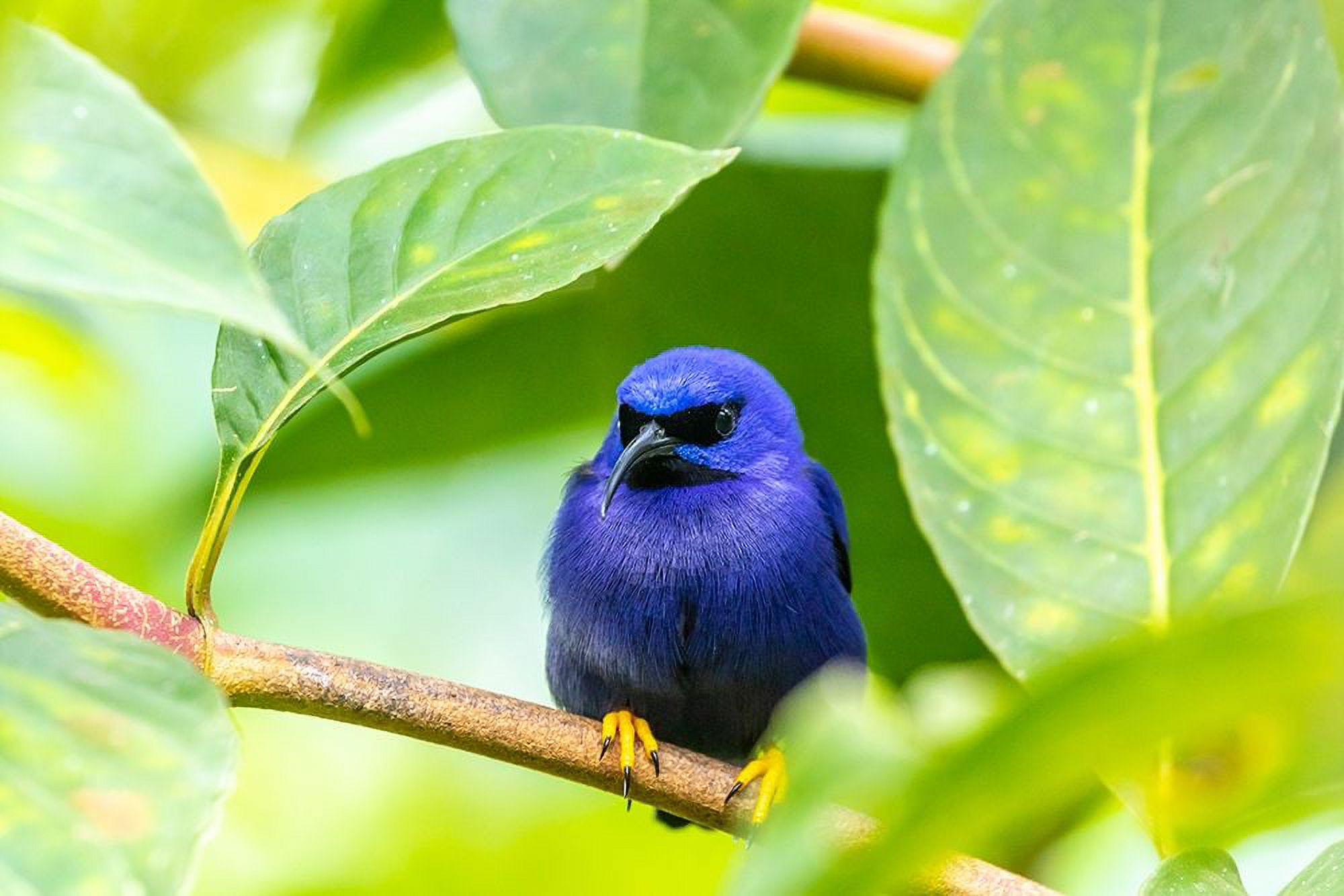 Caribbean-Trinidad-Asa Wright Nature Center Male purple honeycreeper on limb by Jaynes Gallery ...