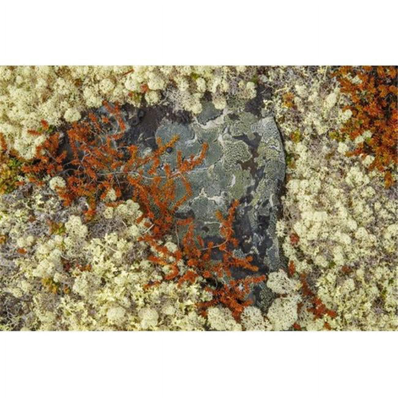Caribou Moss & Lichen Grow Abundatly in The Tundra Along The Dempster ...