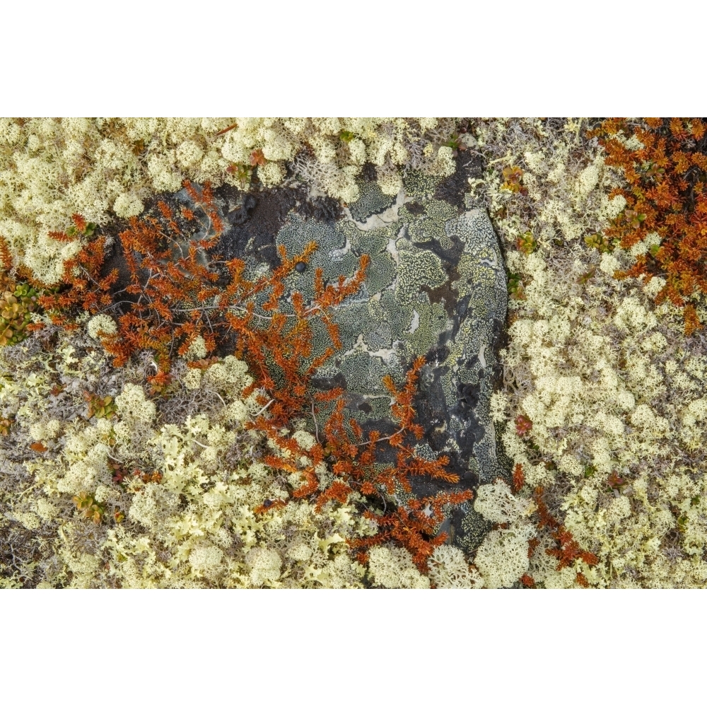 Caribou Moss and lichen grow abundatly in the tundra along the Dempster ...