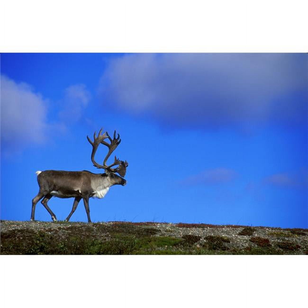 Caribou Walking On Hill Crest Poster Print by Jason Witherspoon, 17 x ...