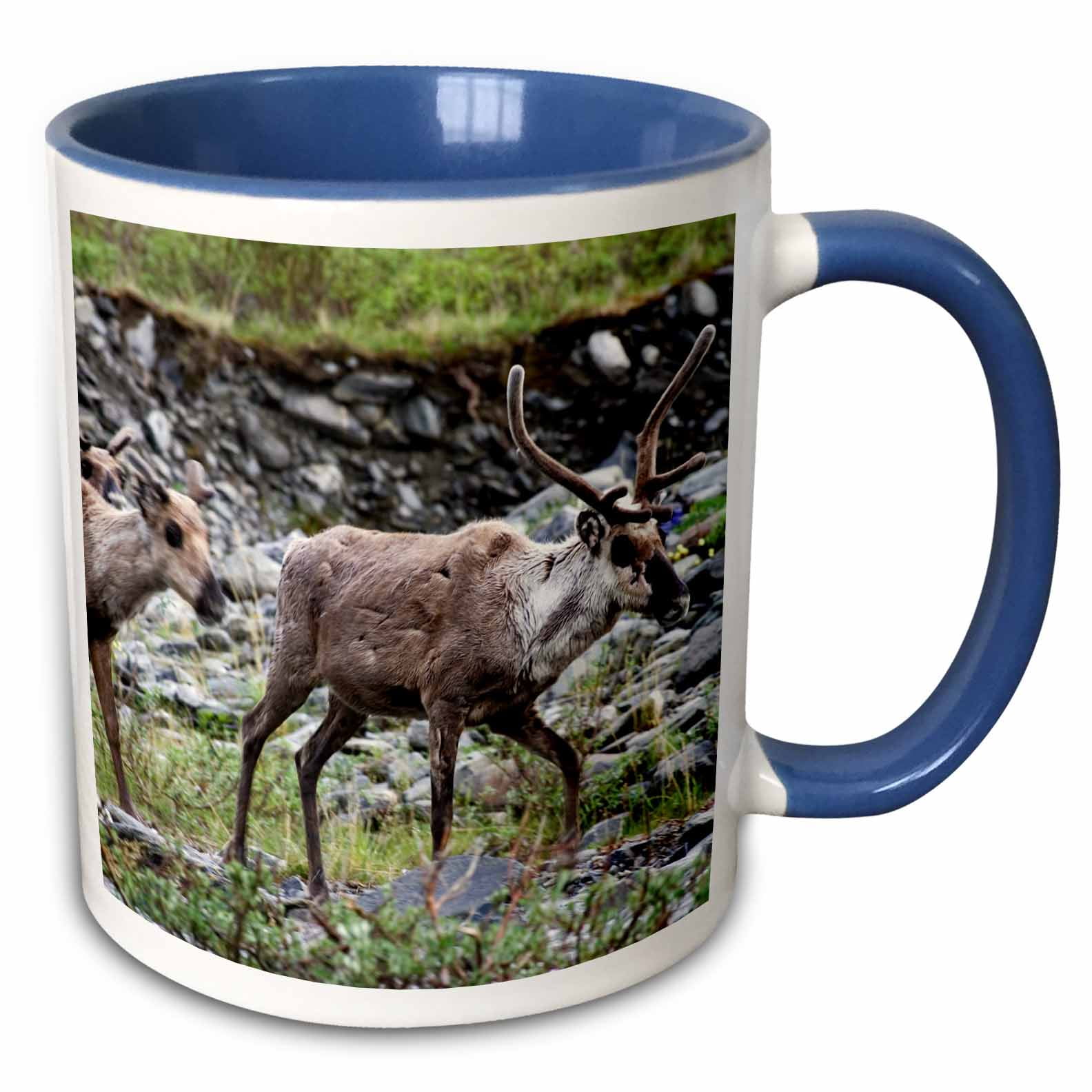 3drose, Caribou Wildlife, Kongakut River, Anwr, Alaska - Us02 Jgs0112 - Jim Goldstein, 11oz Two ...
