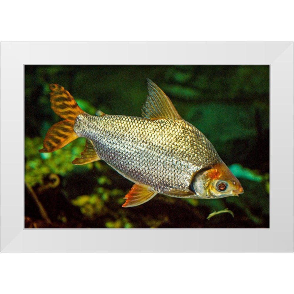 Carignan, Christa 18x13 White Modern Wood Framed Museum Art Print ...