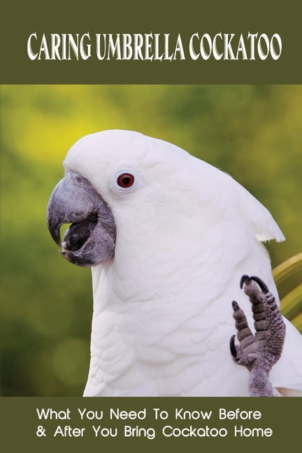 Caring Umbrella Cockatoo: What You Need To Know Before & After You ...