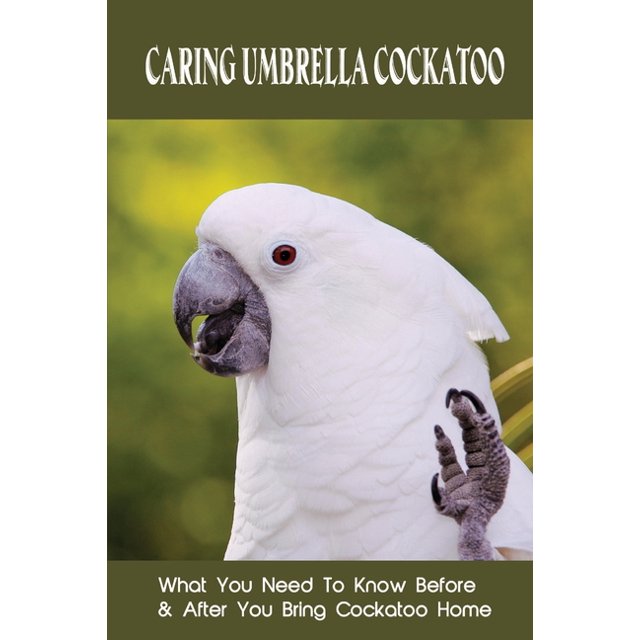 Caring Umbrella Cockatoo: What You Need To Know Before & After You ...