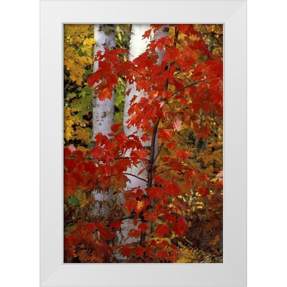 Carlson, Mark 23x32 White Modern Wood Framed Museum Art Print Titled ...