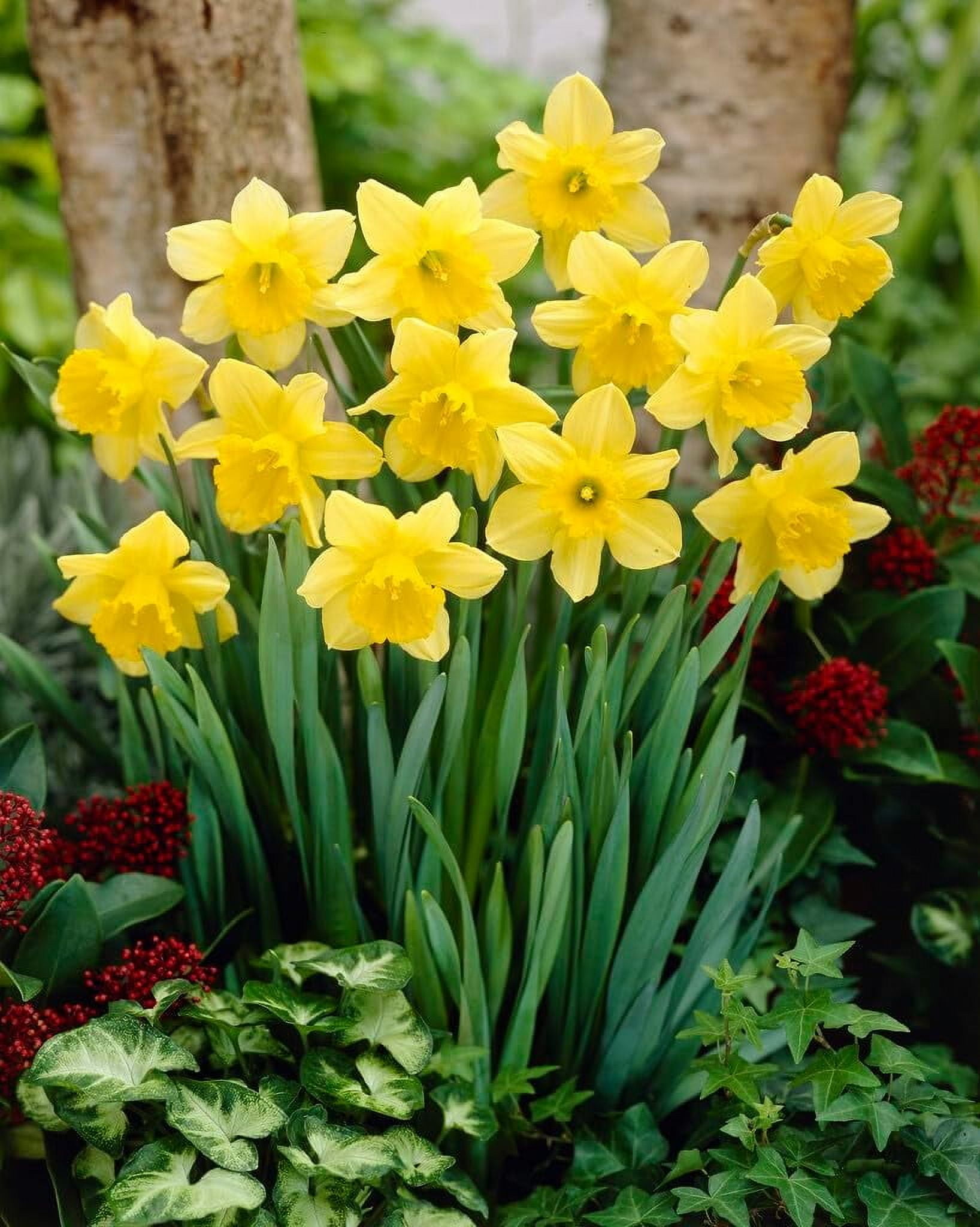 Carlton Yellow Cupped Daffodil Bulbs for Planting - Bright and Colorful ...