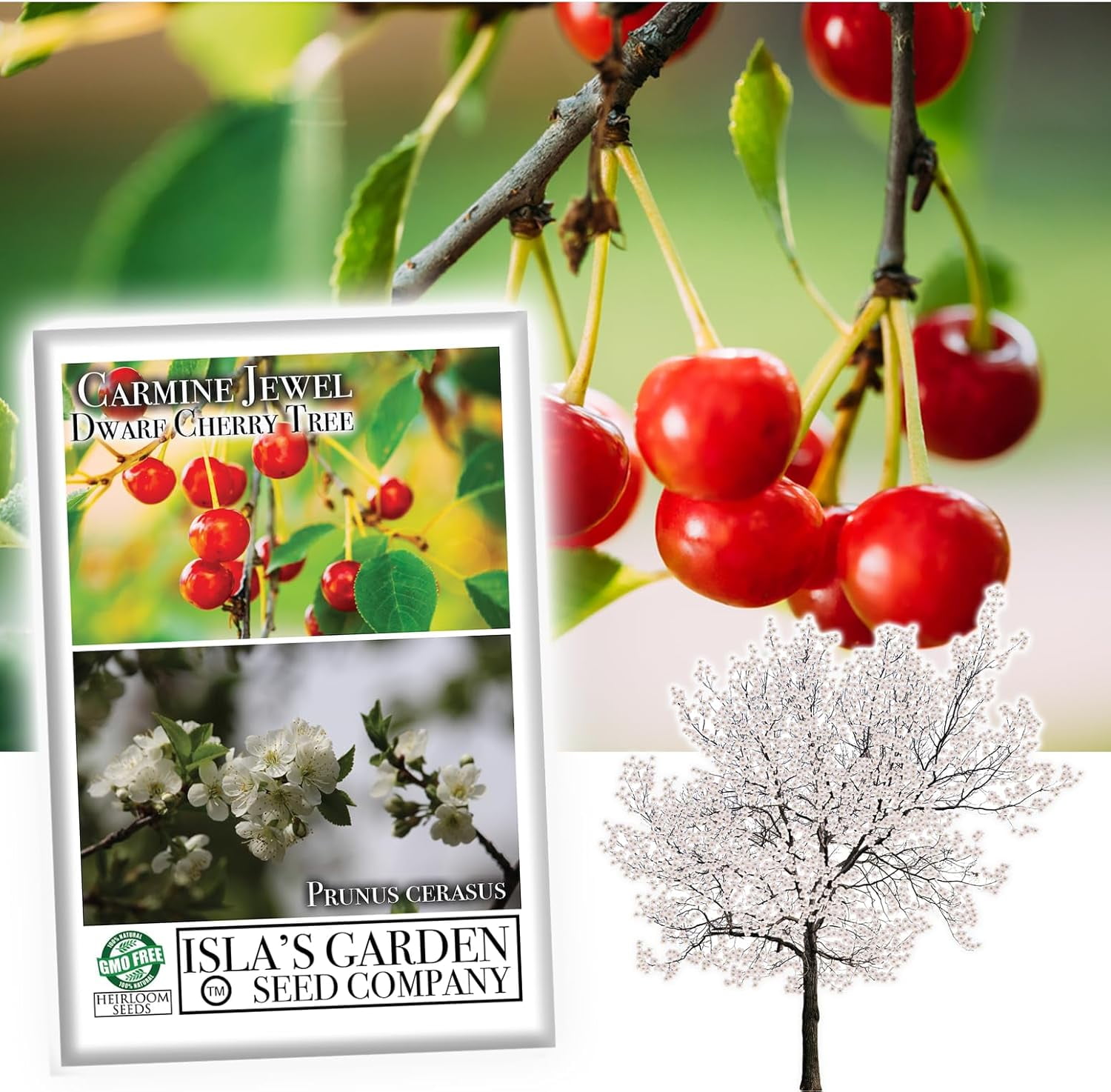 Carmine Jewel Dwarf Cherry Tree Seeds (Prunus avium) – 20 Non-GMO ...
