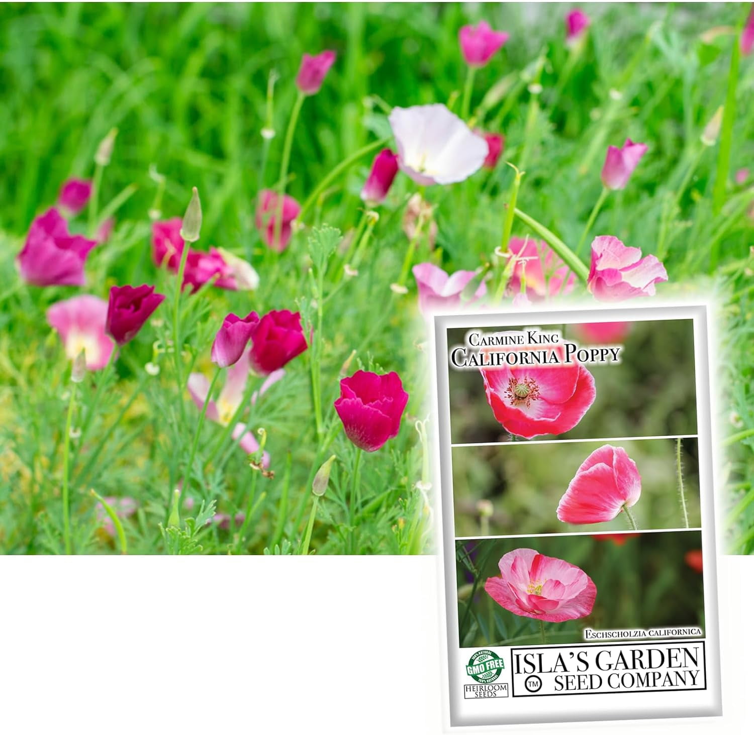 Carmine King California Poppy Seeds (Eschscholzia californica) – 1000 ...