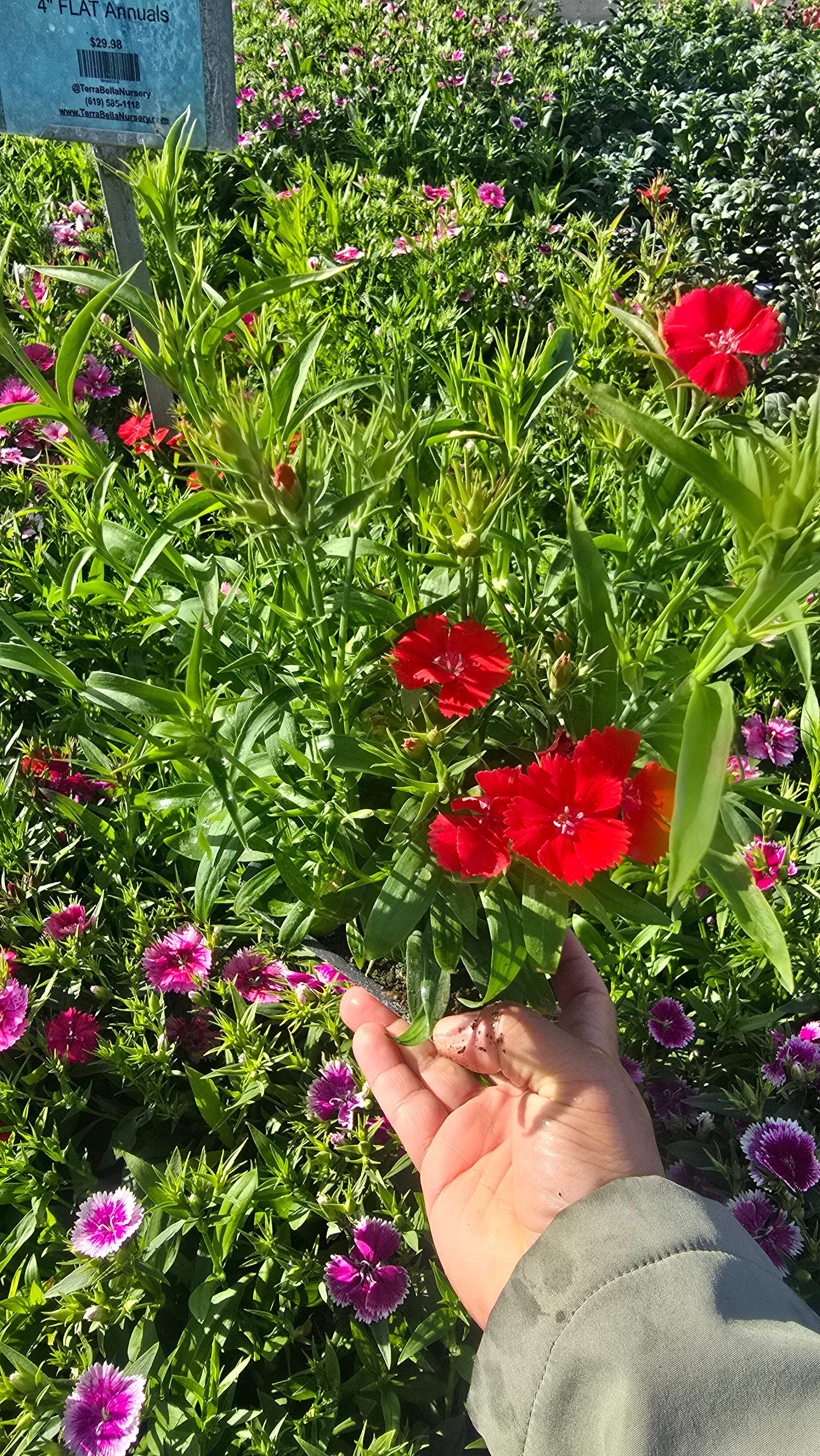 Carnation Clove Dianthus caryophyllus flower flower super red 4 inch ...