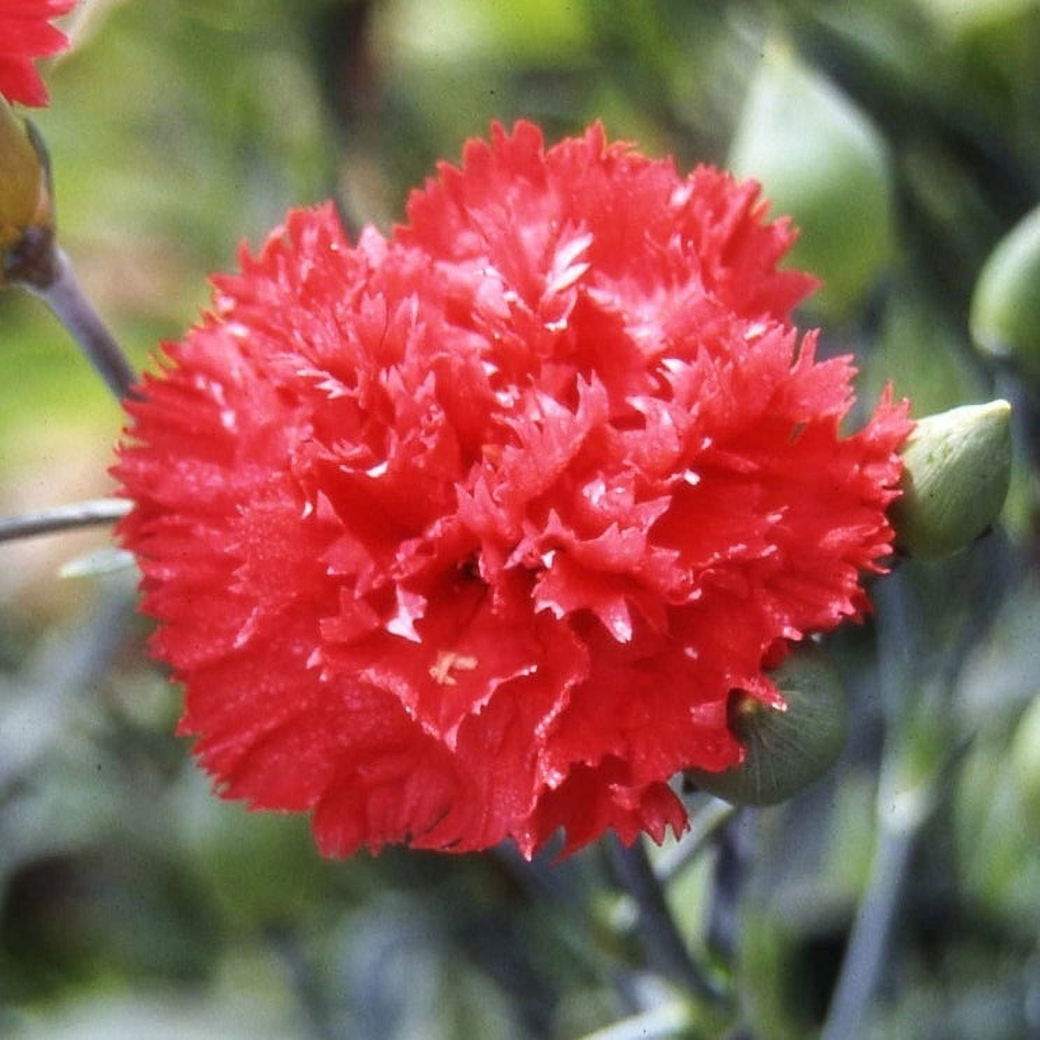 Carnation Seeds - Orange Sherbet - Packet - Orange Flower Seeds ...