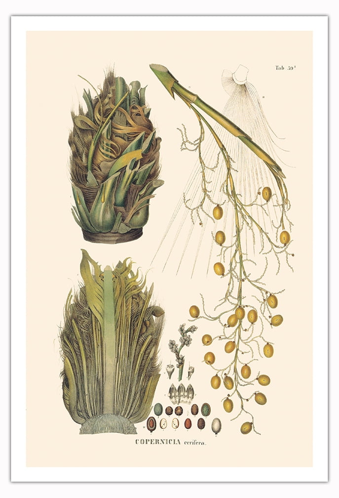 Carnauba Wax Palm Tree (Copenicia Ceifera) - Tree of Life - Vintage ...