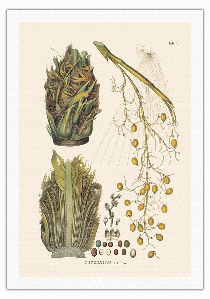 Carnauba Wax Palm Tree (Copenicia Ceifera) - Tree of Life - Vintage ...