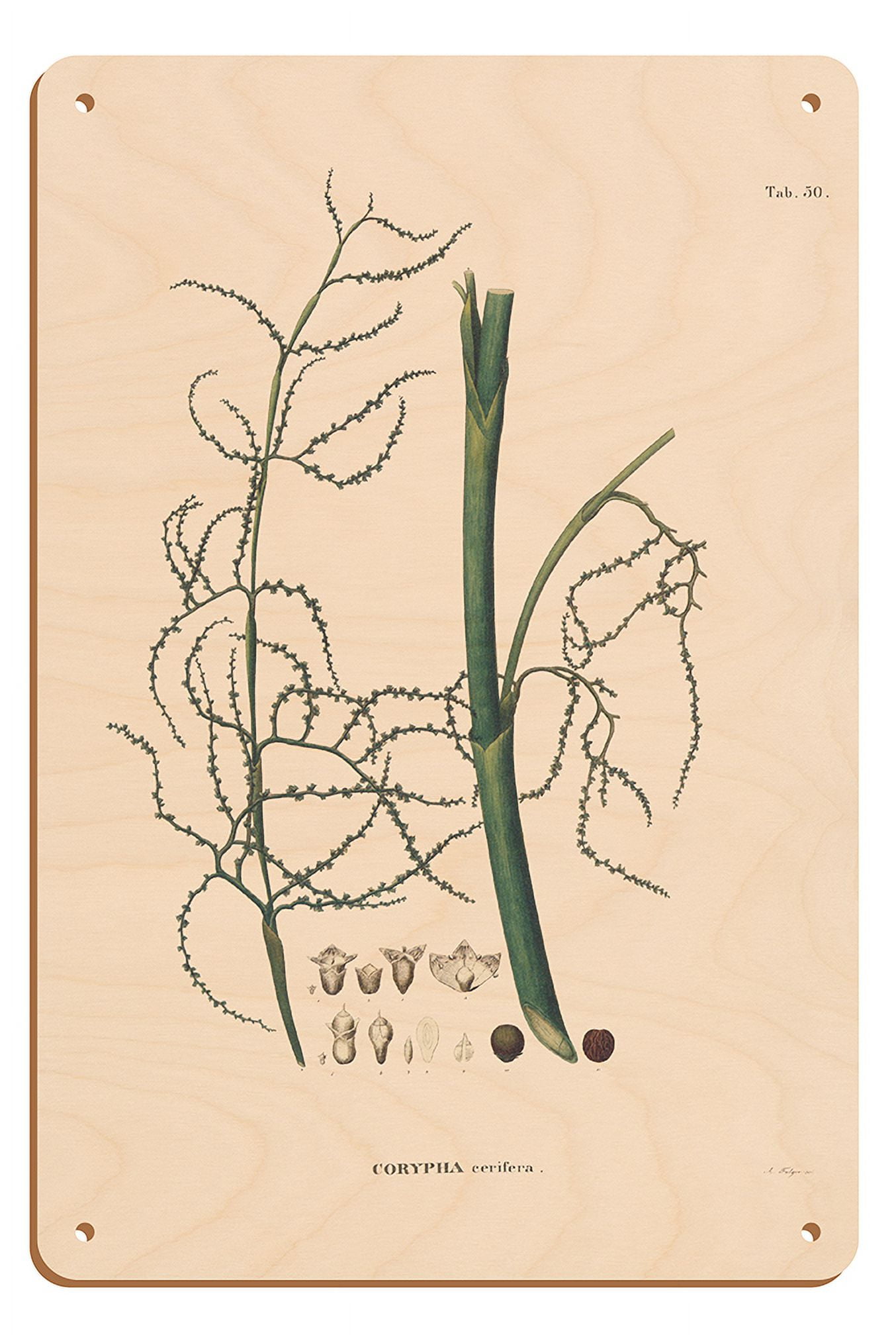 Carnauba Wax Palm Tree (Corypha Cerifera) - Vintage Botanical ...